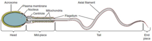 Human Male Reproductive System - Organs, Structure, Functions - Biology ...