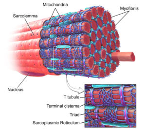 Muscle Cell - Definition, Structure, Functions, Examples - Biology ...