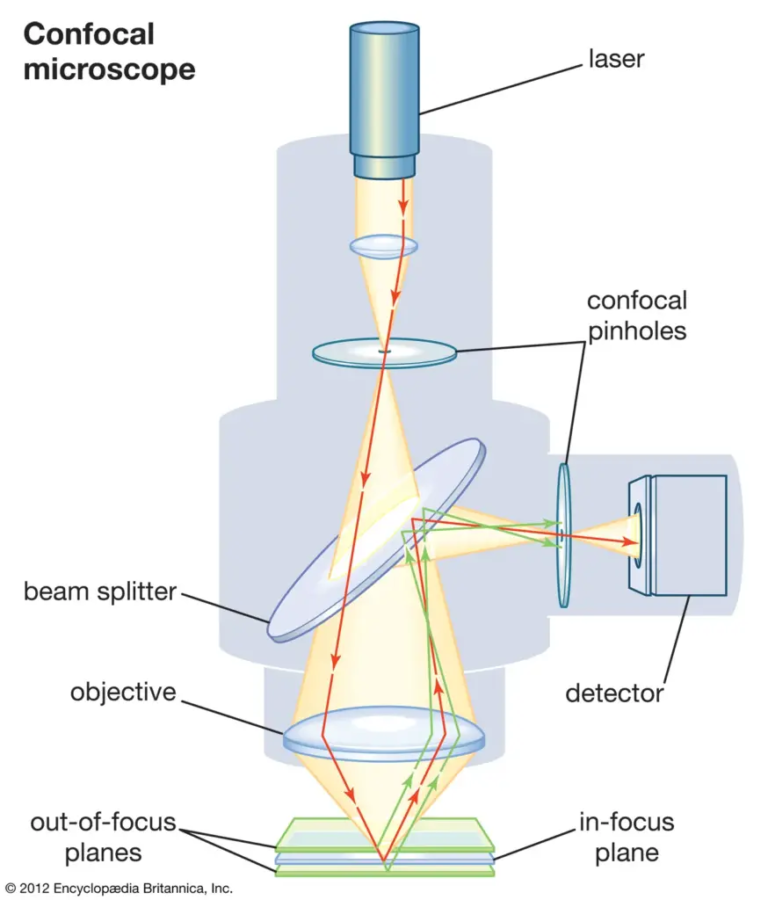 Different Types Of Microscopes With Principle, Uses, Diagrams - Biology ...