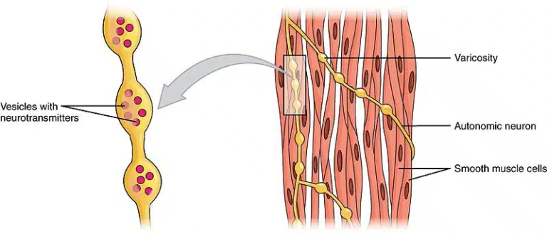 Smooth Muscle - Definition, Structure, Mechanism, Functions - Biology ...