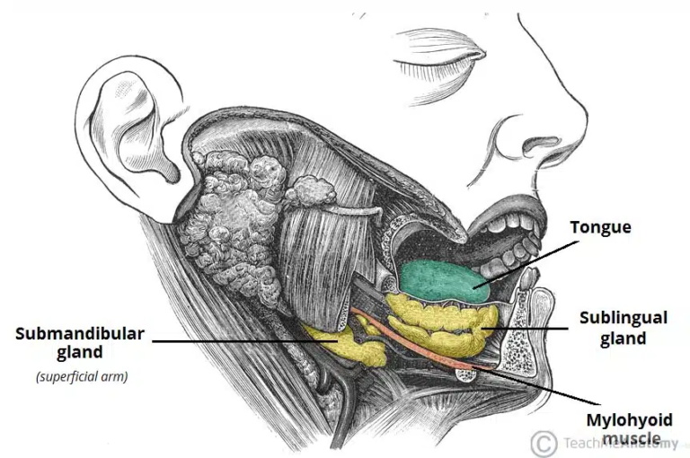 Submandibular Gland Definition Structure Functions Biology Notes