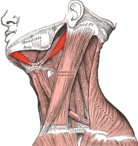 Digastric Muscle - Definition, Structure, Types, Functions - Biology ...