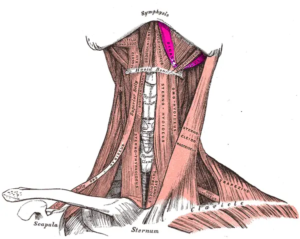 Digastric Muscle - Definition, Structure, Types, Functions - Biology ...