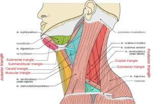 Digastric Muscle - Definition, Structure, Types, Functions - Biology ...