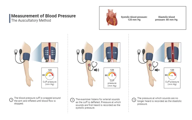Blood Pressure - Definition, Types, Measurement, Disorders - Biology ...