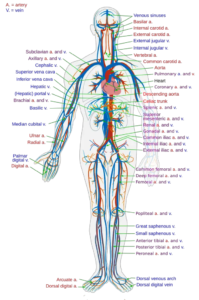 Human Circulatory System - Definition, Structure, Organs, Functions ...