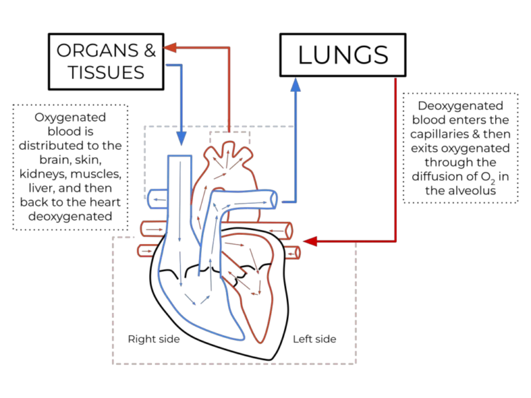 Human Circulatory System - Definition, Structure, Organs, Functions ...