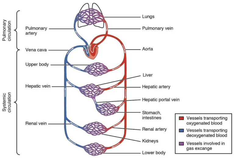 Human Circulatory System - Definition, Structure, Organs, Functions ...