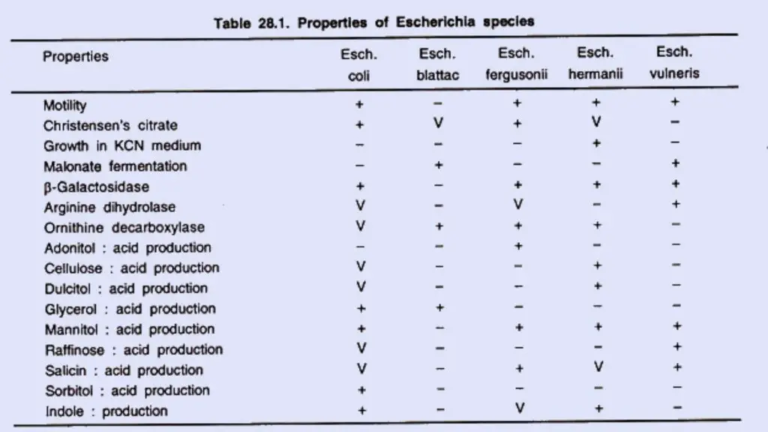 Escherichia coli(E. coli) morphology, arrangement, Cultural ...