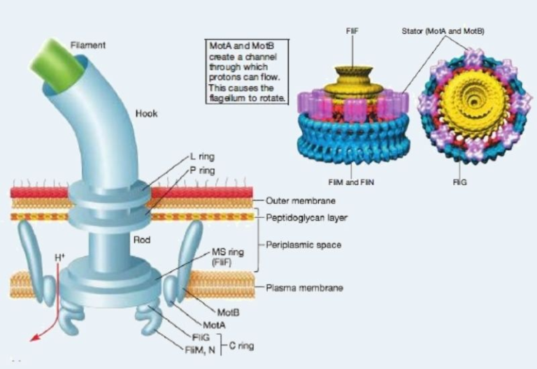 Flagellar Movement Mechanisms and Chemotaxis. - Biology Notes Online