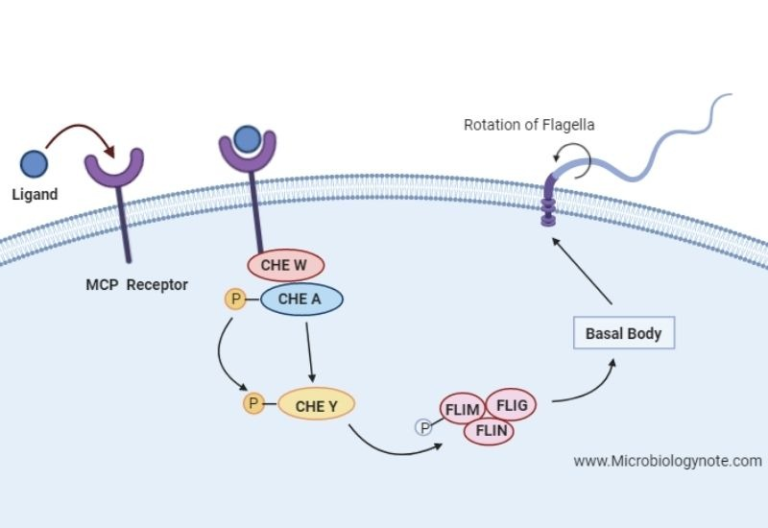 Flagellar Movement Mechanisms and Chemotaxis. - Biology Notes Online