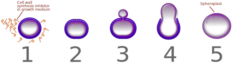Sphaeroplasts - Definition, Formation, Applications - Biology Notes Online