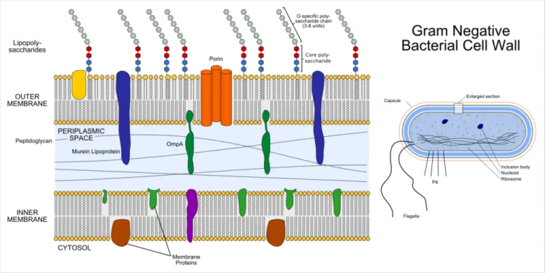 Gram-Negative Bacteria - Structure, Characteristics, Examples - Biology ...