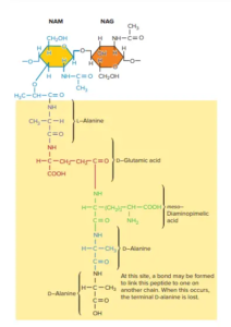 Structure of Gram-positive Cell Wall - Biology Notes Online