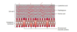 Structure of Gram-positive Cell Wall - Biology Notes Online