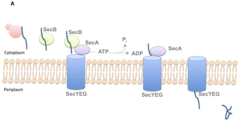 Bacterial Secretion Systems - Definition, Types, Mechanism, Importance ...