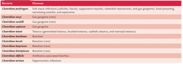 Clostridium perfringens - Habitat, Morphology, Pathogenesis, Treatment ...
