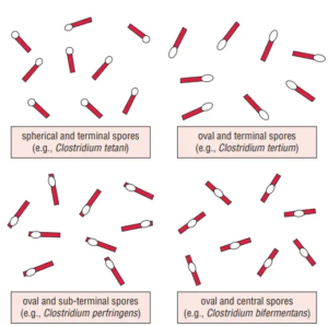 Clostridium perfringens - Habitat, Morphology, Pathogenesis, Treatment ...