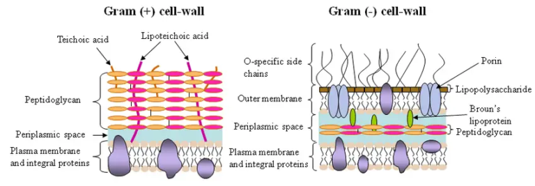 Classification of Bacteria Based on Cell Wall, pH, Temperature, salt ...