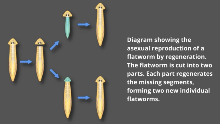Asexual Reproduction in bacteria - Definition, Types, Advantages ...