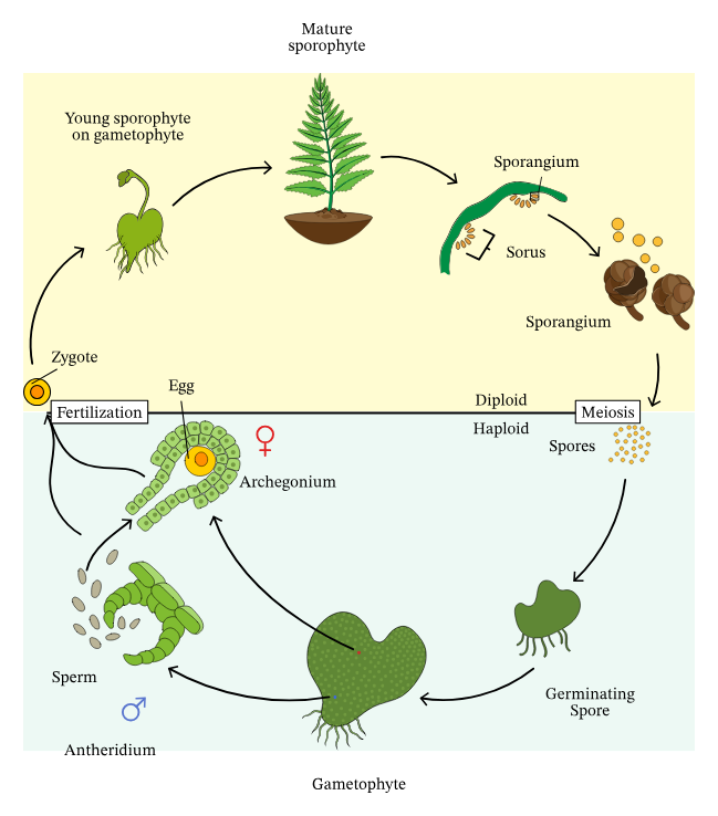 Strawberry Diagram Of Asexual Reproduction