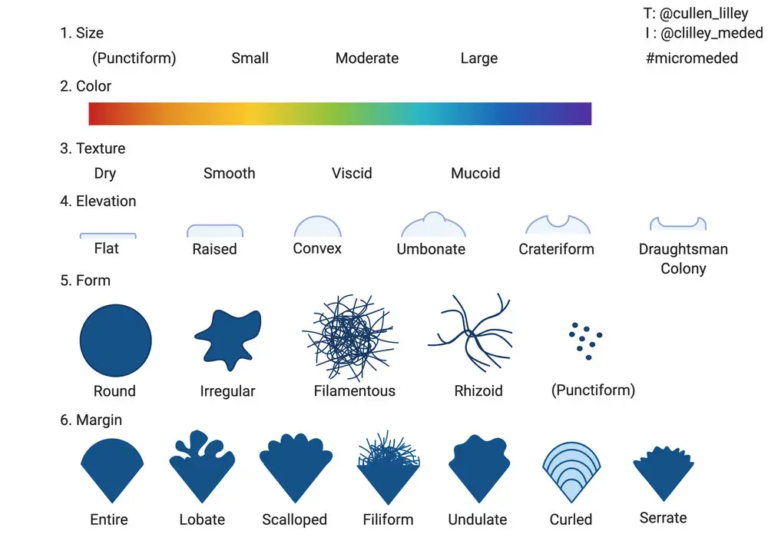 Colony Morphology of Bacteria with their identification and Examples ...