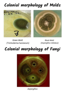 Colony Morphology of Bacteria with their identification and Examples ...