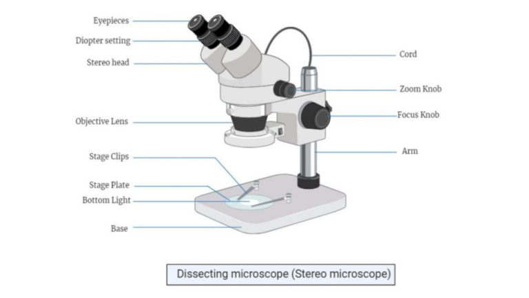 Dissecting Microscope (Stereo Microscope) - Principle, Parts, Procedure ... Dissecting Microscope (Stereo Microscope) - Principle, Parts, Procedure ...