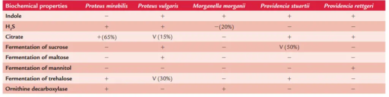 Proteus - Overview - Biology Notes Online