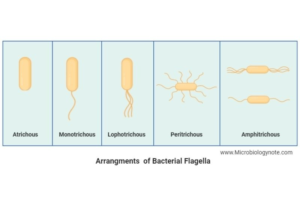 Flagella - Definition, Structure, Types, Functions, Rotation, Examples ...