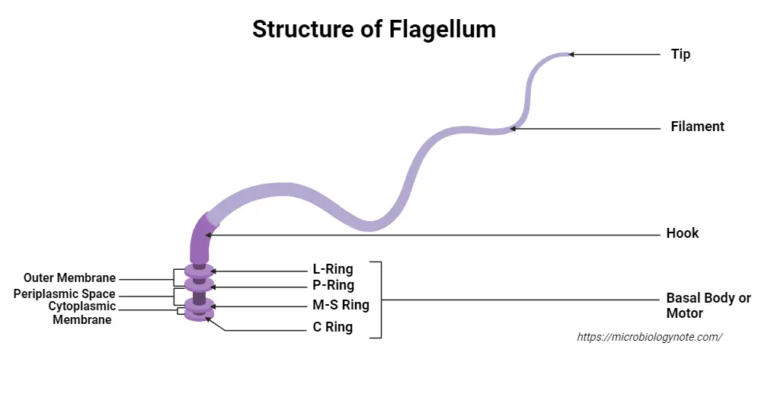 Flagella - Definition, Structure, Types, Functions, Rotation, Examples ...