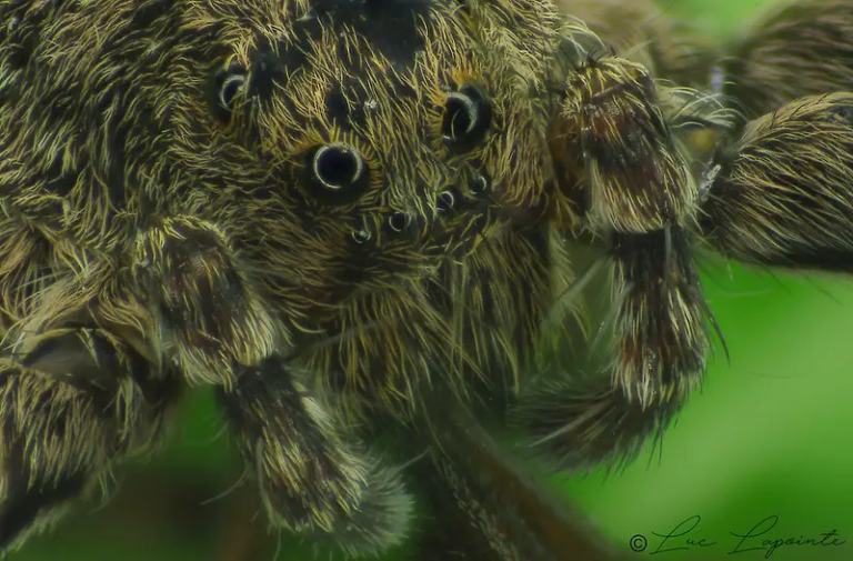 Dissecting Microscope (Stereo Microscope) - Principle, Parts, Procedure ...