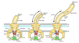 Flagella - Definition, Structure, Types, Functions, Rotation, Examples ...