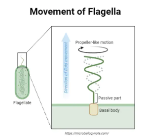 Flagella - Definition, Structure, Types, Functions, Rotation, Examples ...