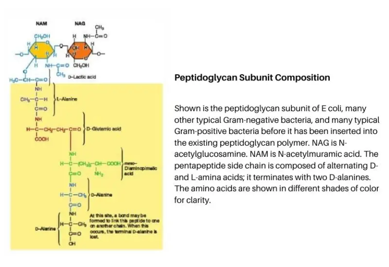 Bacterial Cell Wall Structure and Composition - Biology Notes Online