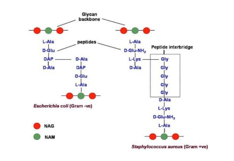 Bacterial Cell Wall Structure and Composition - Biology Notes Online