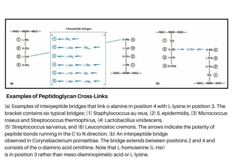 Bacterial Cell Wall Structure and Composition - Biology Notes Online