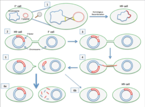 Bacterial Conjugation - Definition, Steps, Importance Examples ...