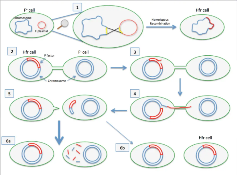 Bacterial Conjugation Definition Steps Importance Examples