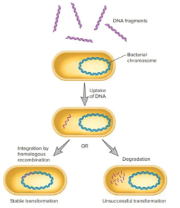 Bacterial Transformation - Definition, Principle, Steps, Examples ...