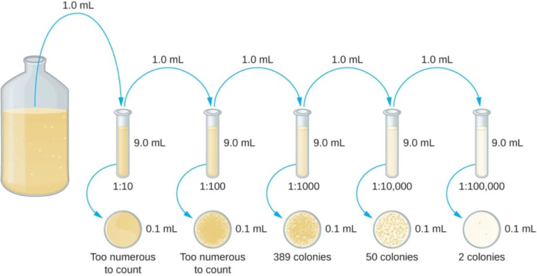 Bacterial Growth Curve - Definition, Phases, Calculations, Factors ...