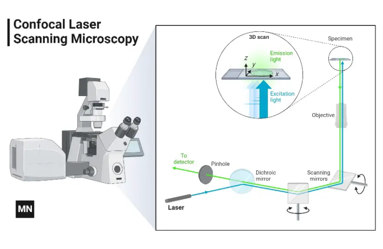Confocal Microscope - Principle, Parts, Uses - Biology Notes Online