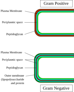 Gram Negative bacteria - Definition, Structure, Characteristics ...