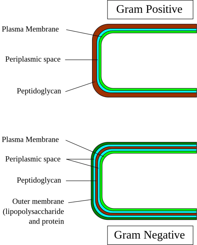 Gram Negative bacteria - Definition, Structure, Characteristics ...