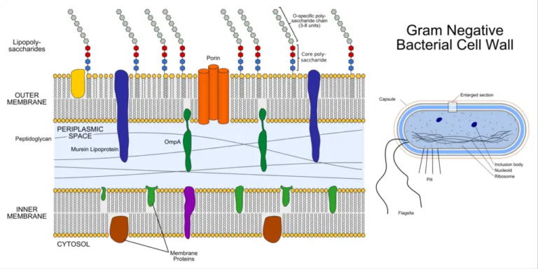 Gram Negative bacteria - Definition, Structure, Characteristics ...