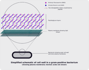 Gram Positive Bacteria - Definition, Structure, Characteristics ...