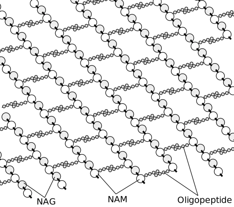 Gram Positive bacteria - Definition, Structure, Characteristics ...
