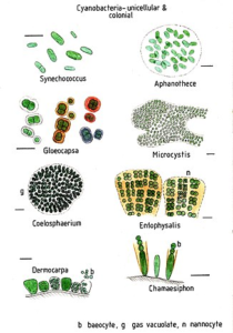 Cyanobacteria - Definition, Characteristics, Structure, Functions ...