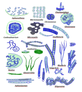 Cyanobacteria - Definition, Characteristics, Structure, Functions ...