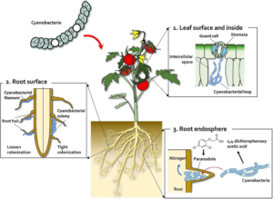 Cyanobacteria - Definition, Characteristics, Structure, Functions ...